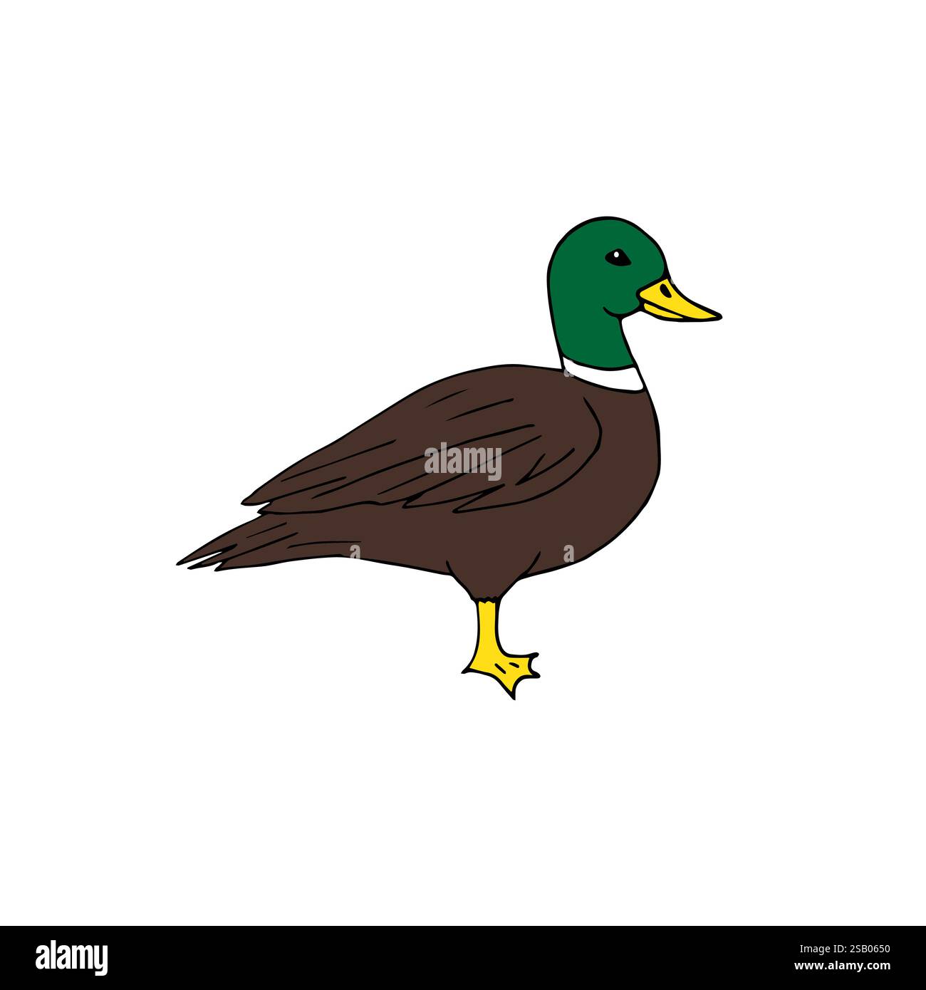 Vector hand drawn doodle sketch colored duck isolated on white ...