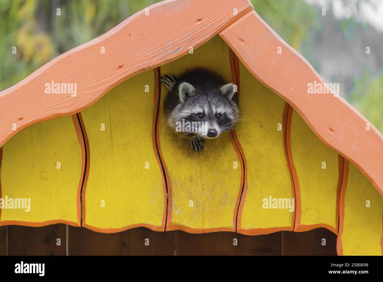 A raccoon, Procyon lotor, is looking out of a yellow house, his home in ...