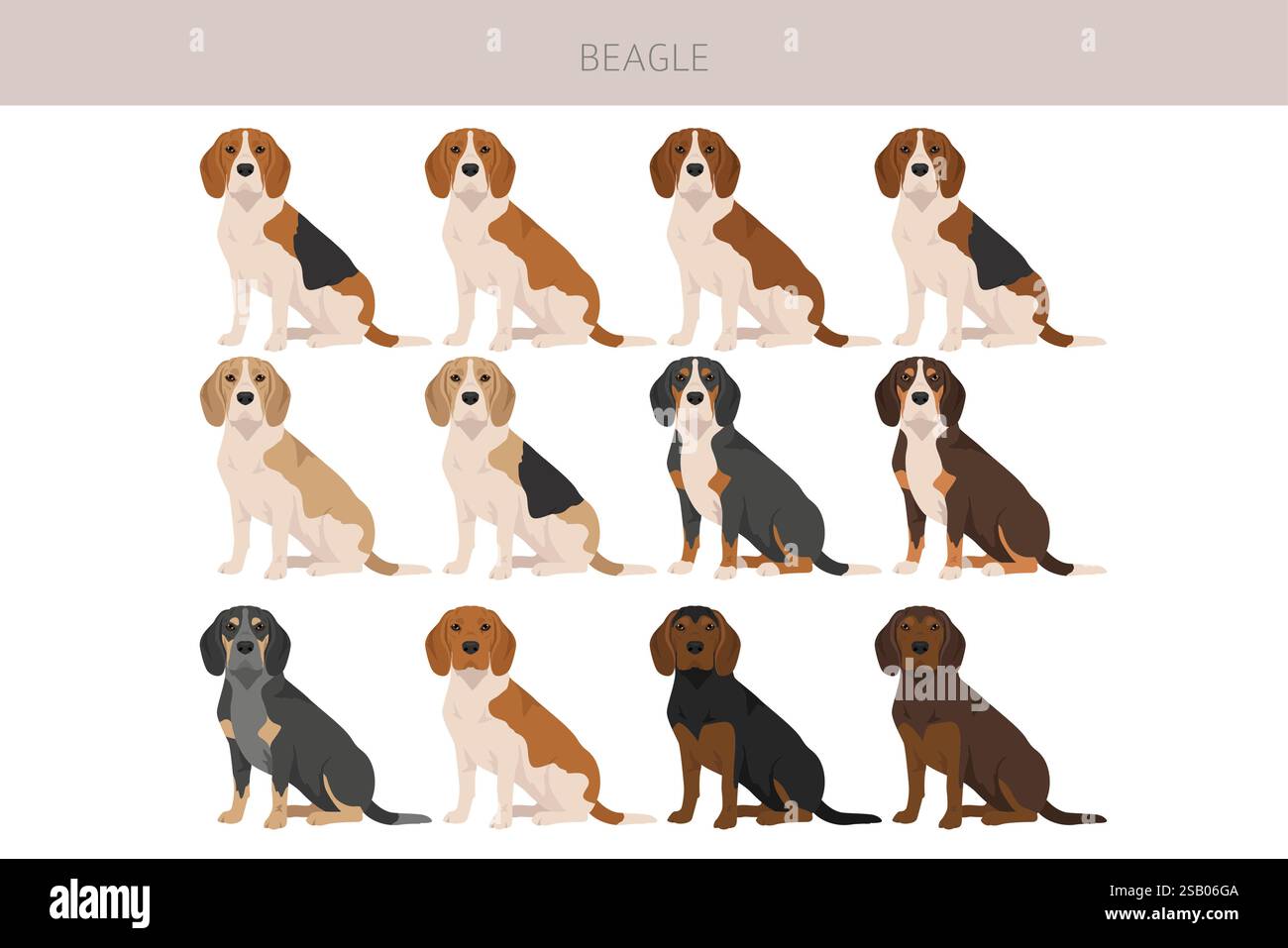 Beagle dog dog clipart. All coat colors set. Different position. All ...