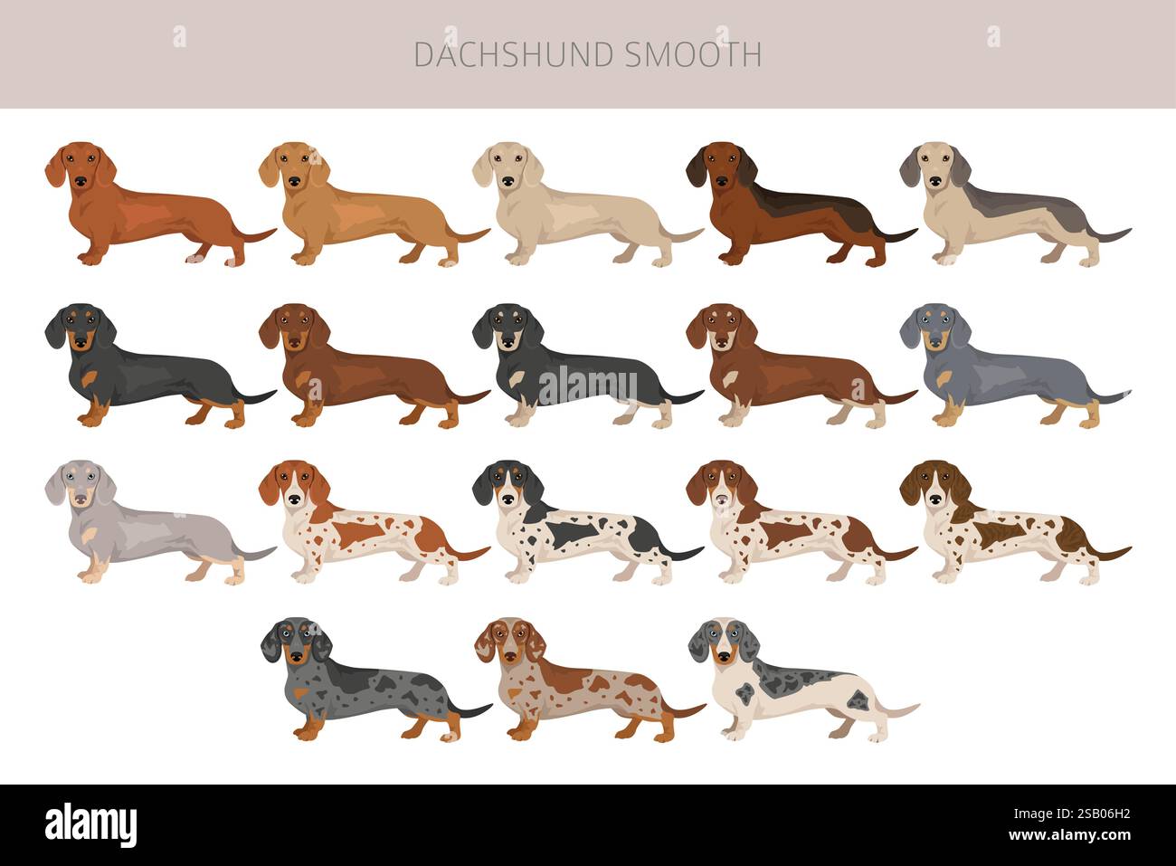 Dachshund short haired dog clipart. Different coat colors set. Vector ...