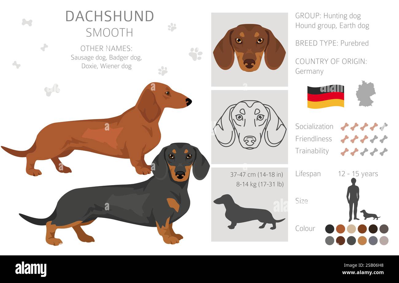 Dachshund short haired dog clipart. Different coat colors set. Vector ...