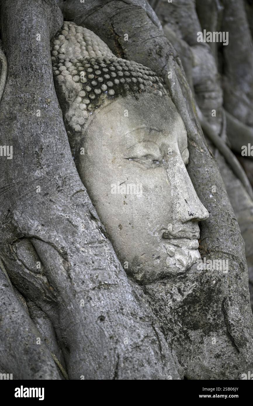 Sandstone Buddha head at the foot of a Bodhi tree in Wat Mahathat ...