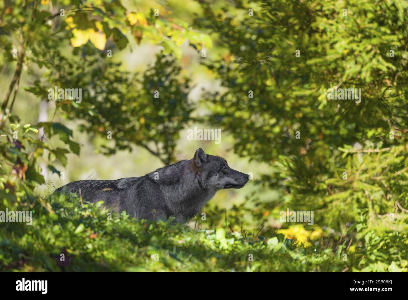 A eurasian gray wolf (Canis lupus lupus) stands on a hill between trees ...