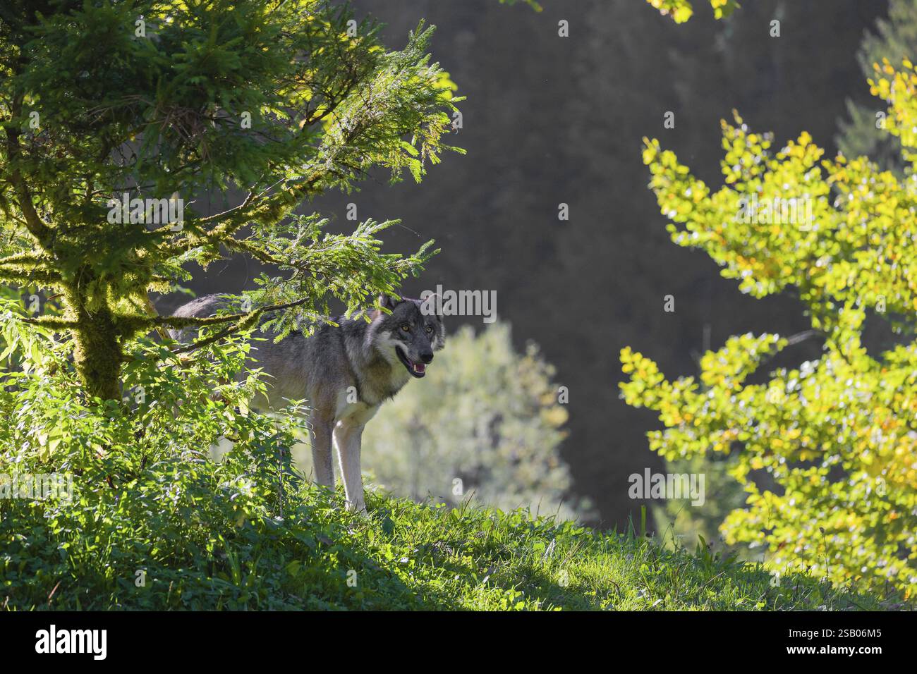 A eurasian gray wolf (Canis lupus lupus) stands on a forest edge in ...