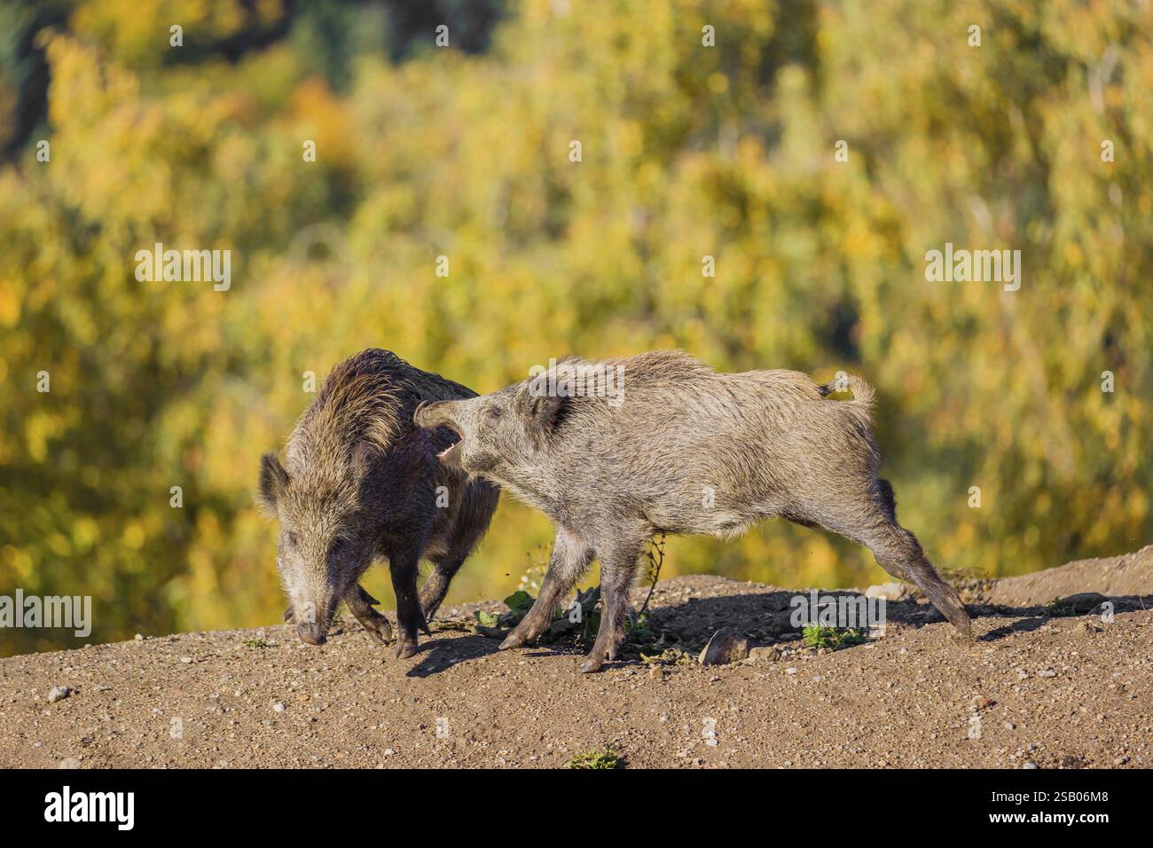 Two wild boars or wild pigs (Sus scrofa) fight in a clearing on hilly ...