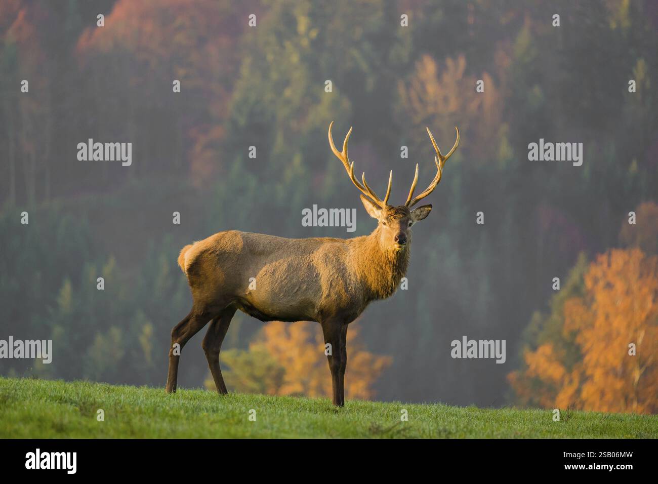 An Altai maral stag, Altai wapiti or Altai elk (Cervus canadensis ...