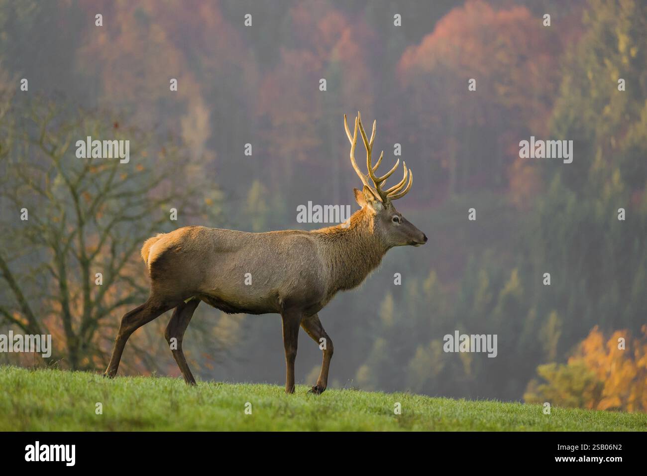 An Altai maral stag, Altai wapiti or Altai elk (Cervus canadensis ...