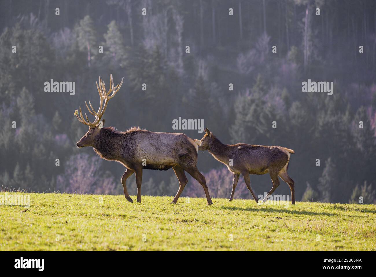 An Altai maral stag and a hind Altai wapiti or Altai elk (Cervus ...