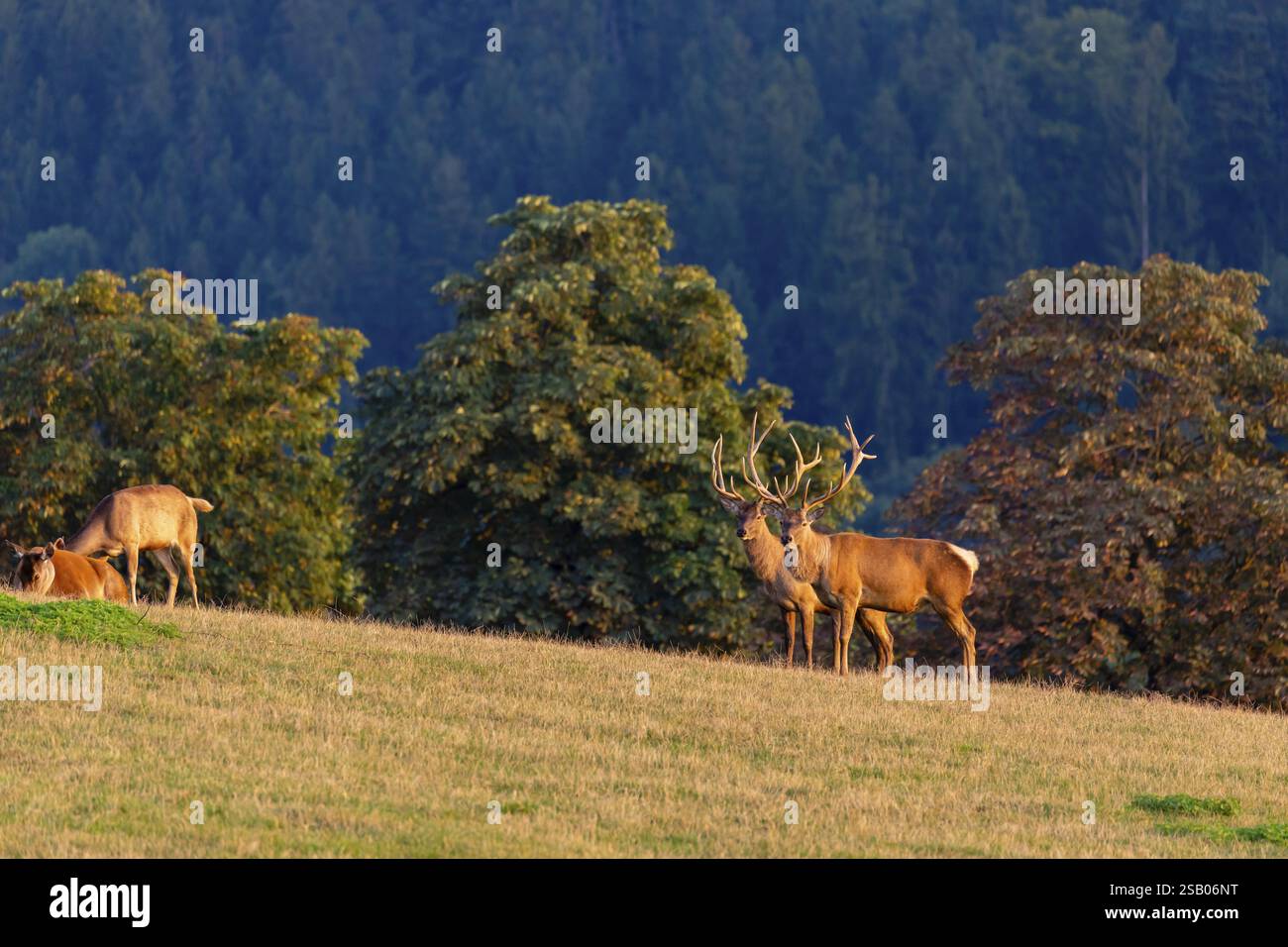 A herd of Altai maral, Altai wapiti or Altai elk (Cervus canadensis ...