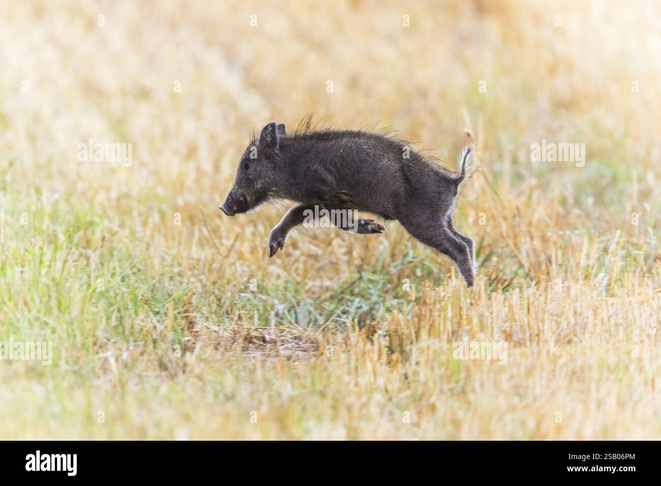 Wild boar (Sus scrofa), a piglet running over a field of stubble, Hesse ...
