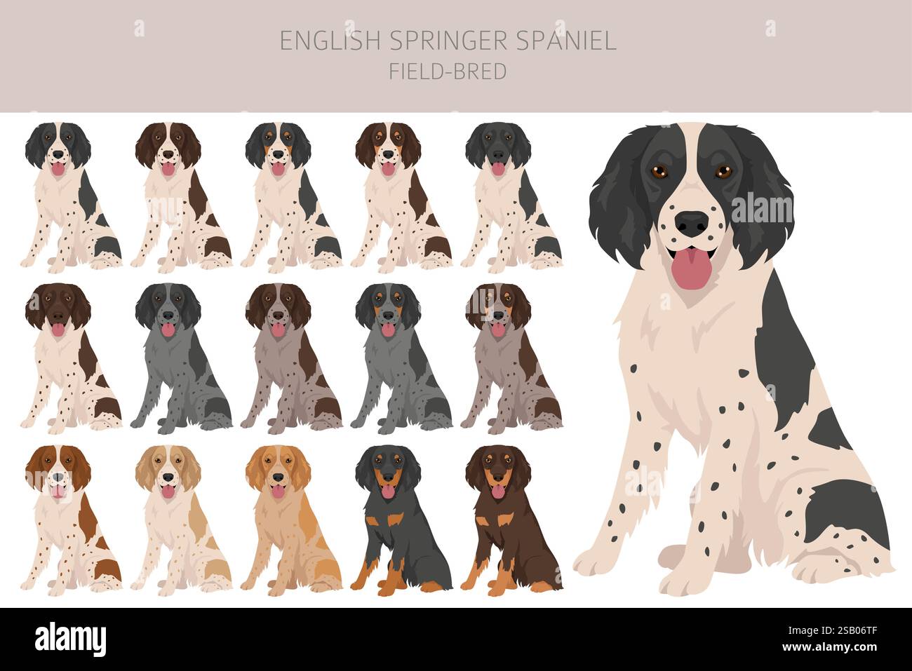 English springer spaniel field bred clipart. Different poses, coat ...