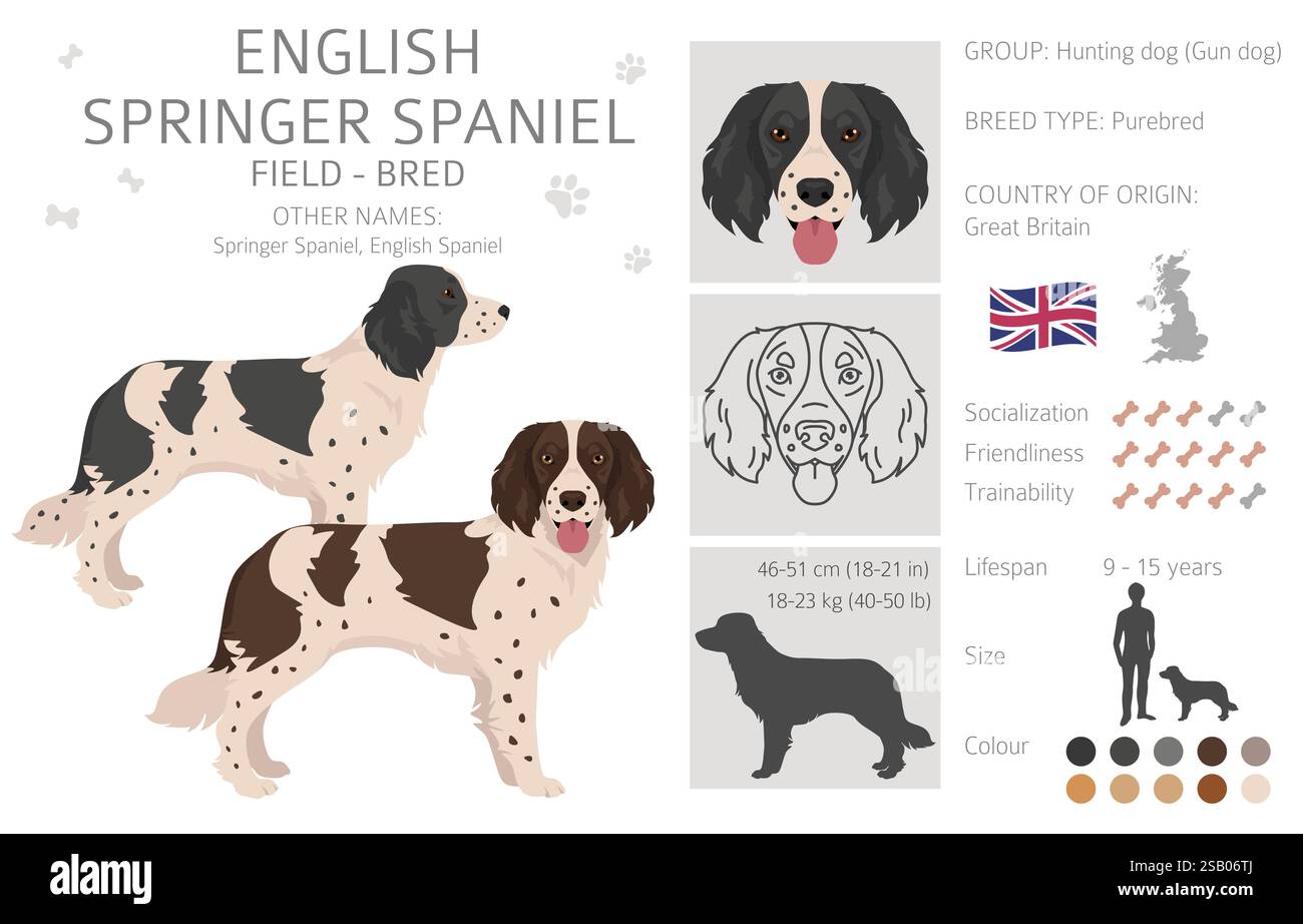English springer spaniel field bred clipart. Different poses, coat ...