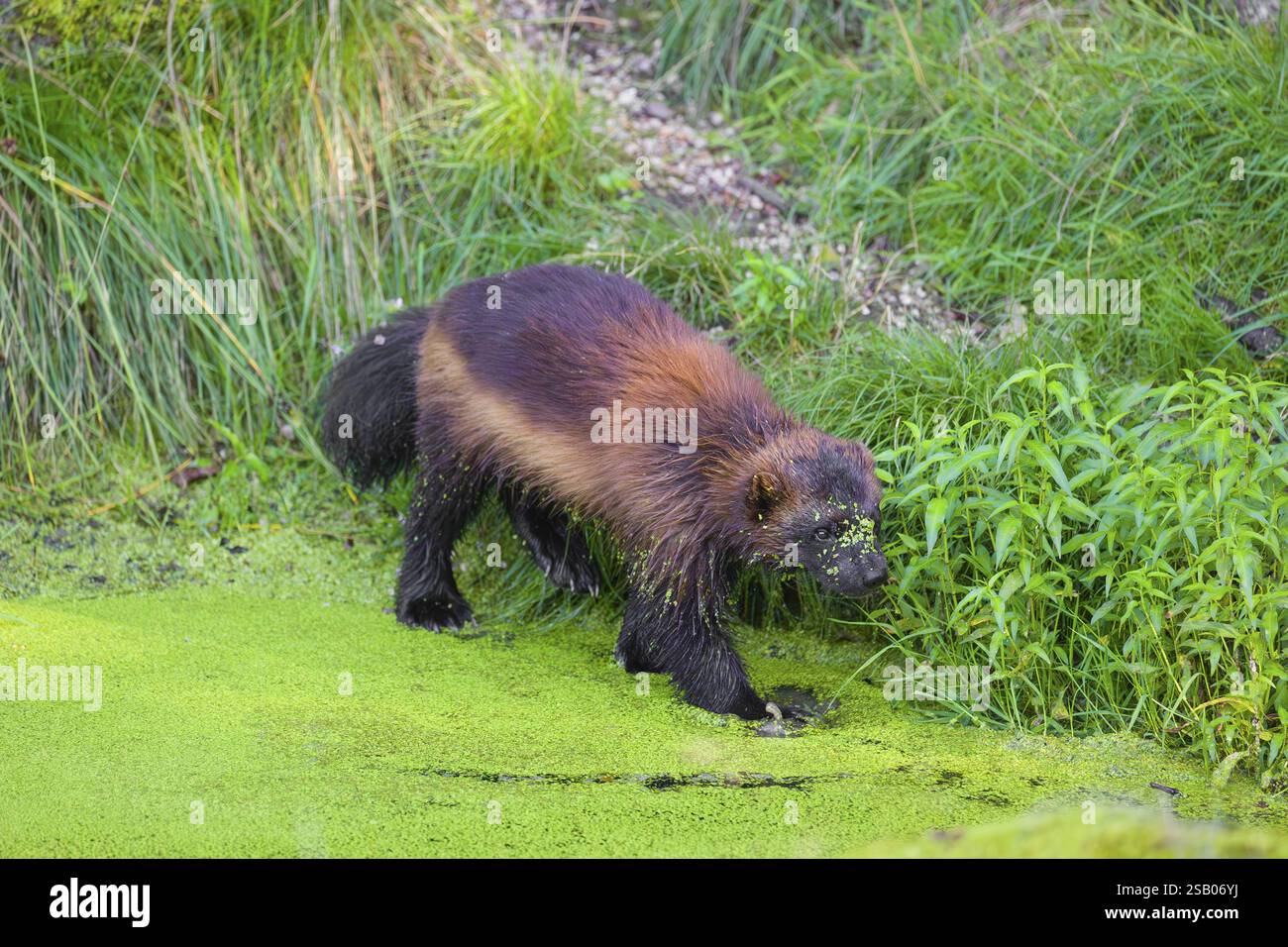 A wolverine, (Gulo gulo), stands in the water of a small pond, covered ...