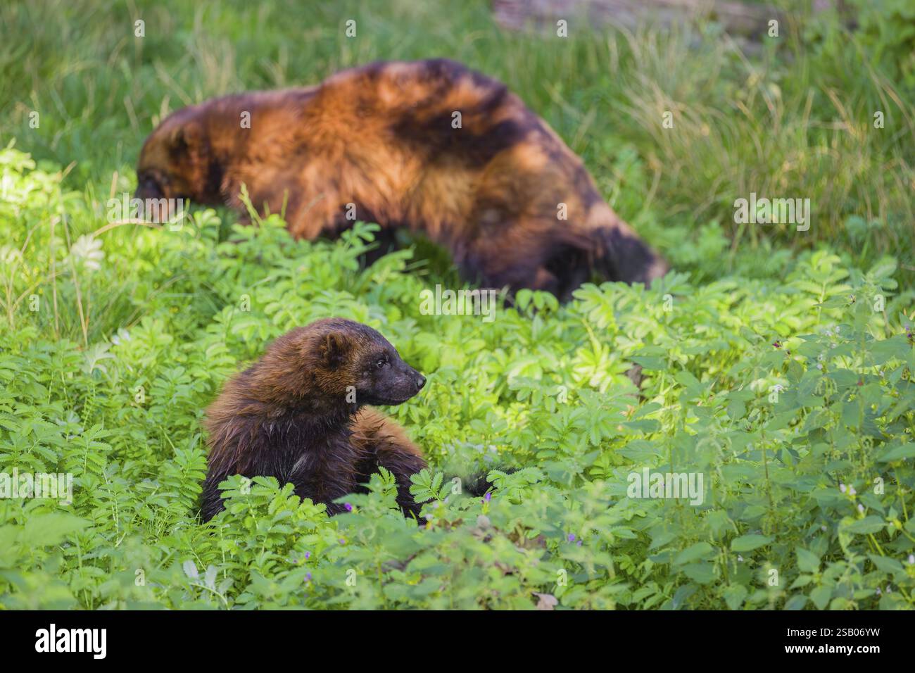 Wolverine animal with prey hi-res stock photography and images - Alamy