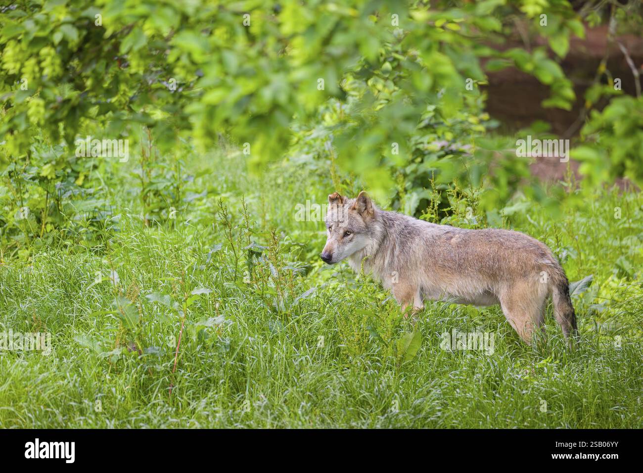An adult male gray wolf (Canis lupus lupus) runs across a green meadow ...