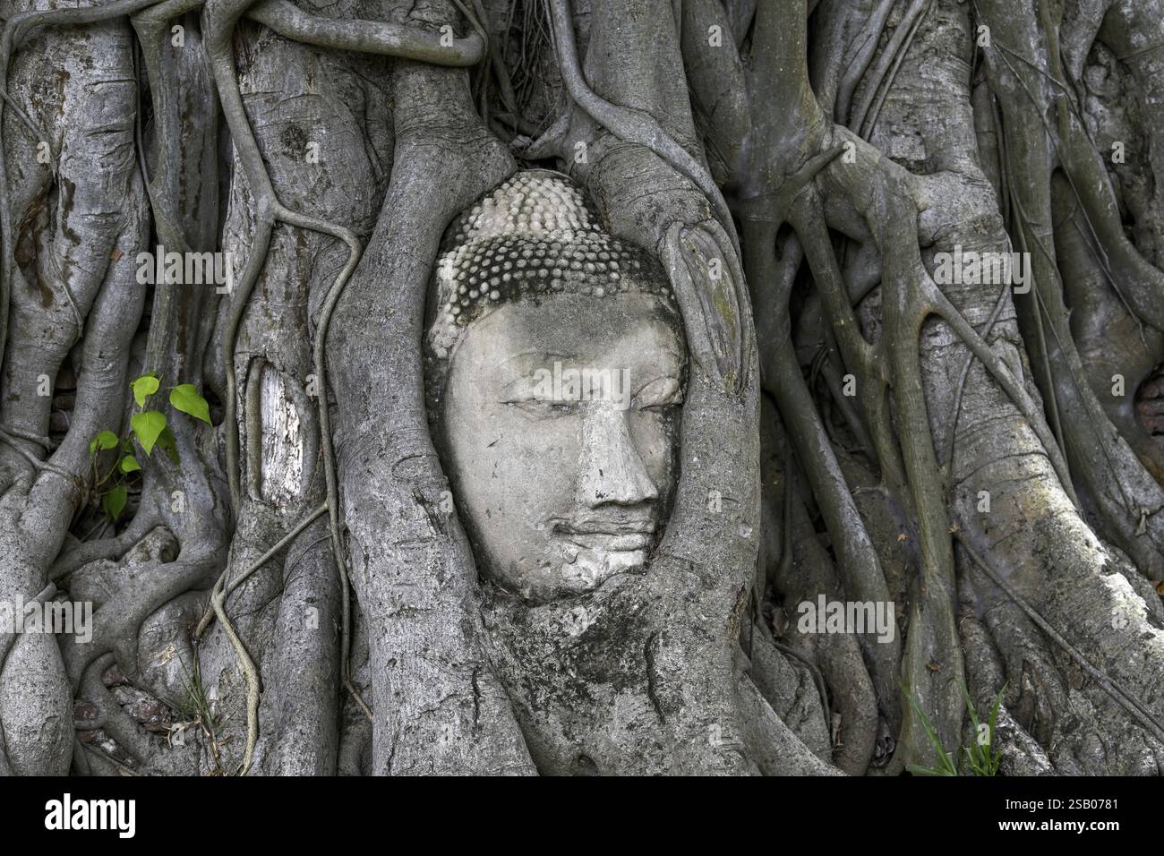 Sandstone Buddha head at the foot of a Bodhi tree in Wat Mahathat ...
