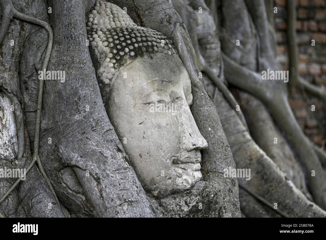 Sandstone Buddha head at the foot of a Bodhi tree in Wat Mahathat ...