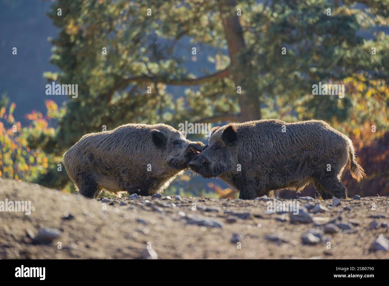 Two wild boars or wild pigs (Sus scrofa) fight in a clearing on hilly ...