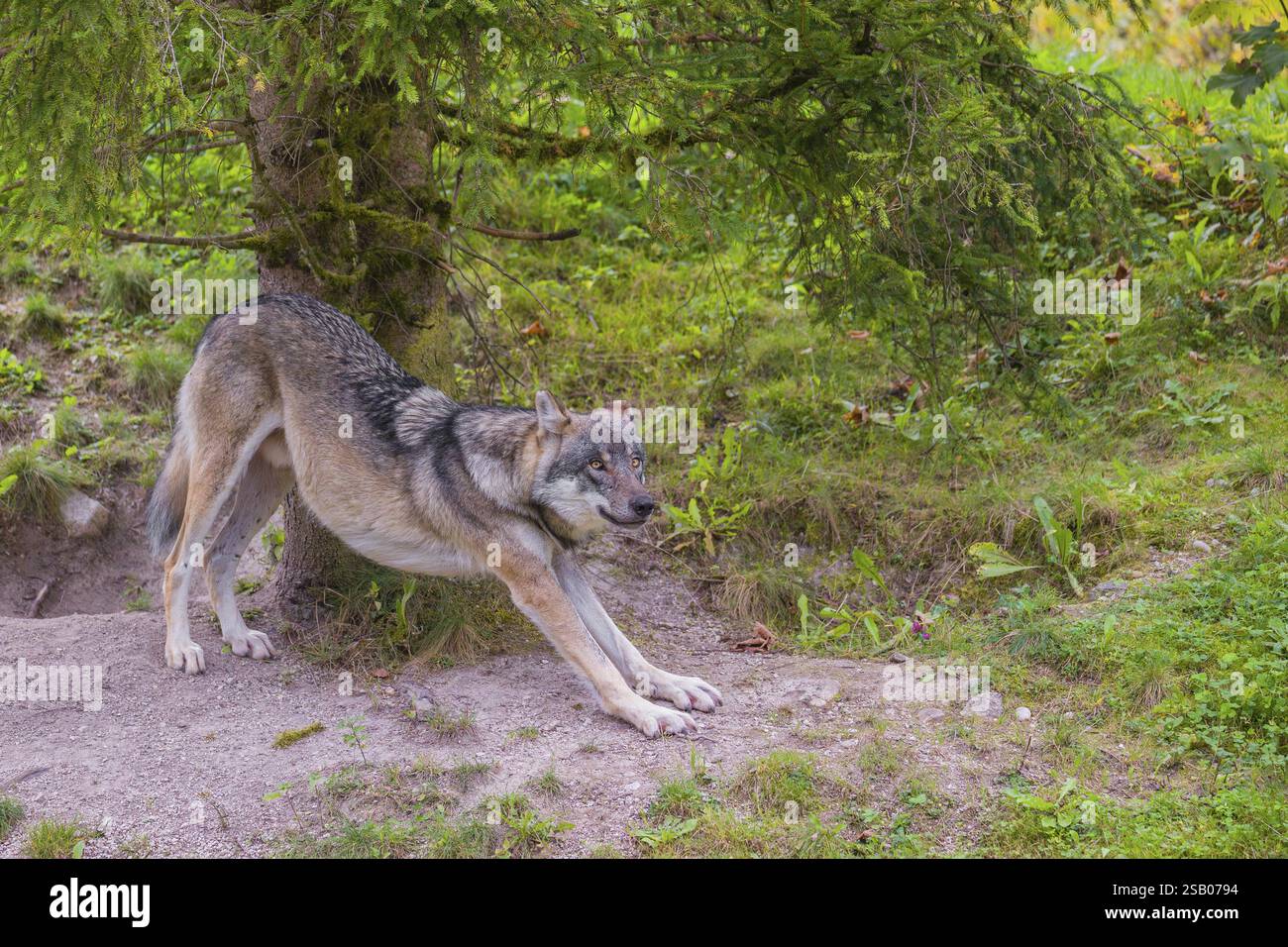 A Eurasian gray wolf (Canis lupus lupus) stands on a rock in hilly ...