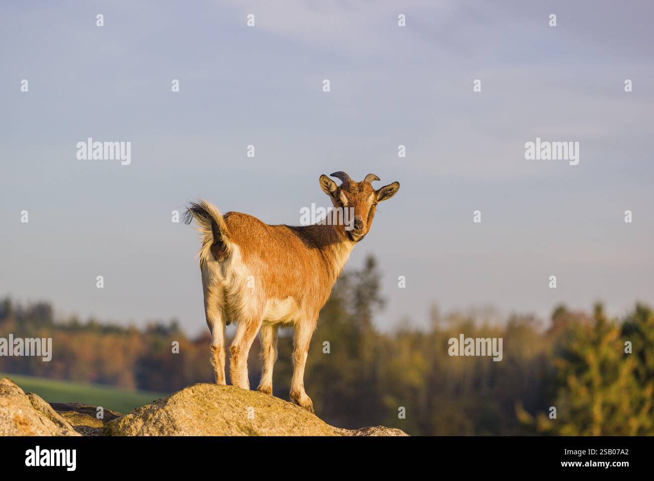 An African Pygmy goat Capra aegagrus hircus) stands on top of a rock ...