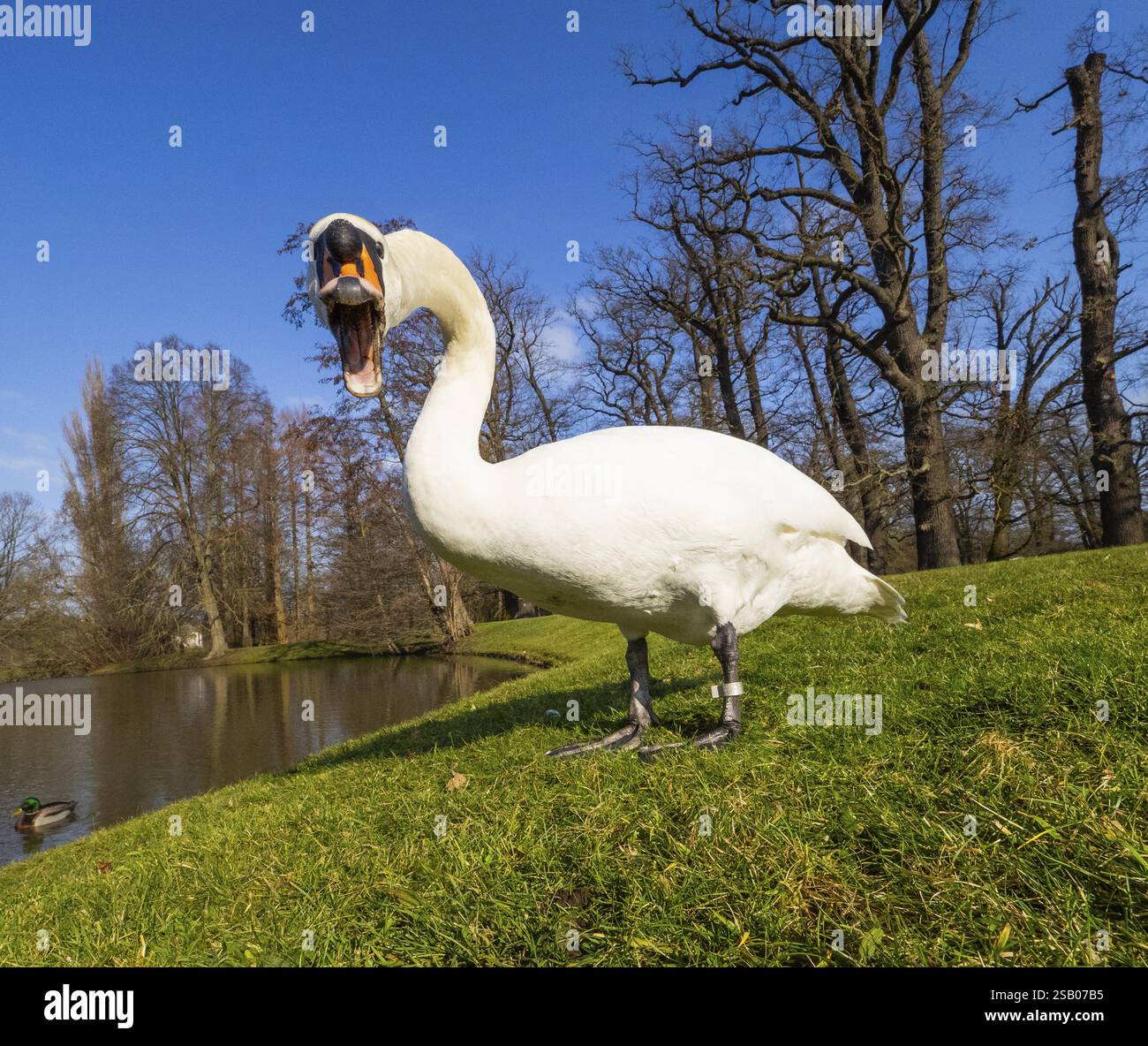 Mute Swan, (Cygnus olor), adult male, standing on a lawn in a park ...