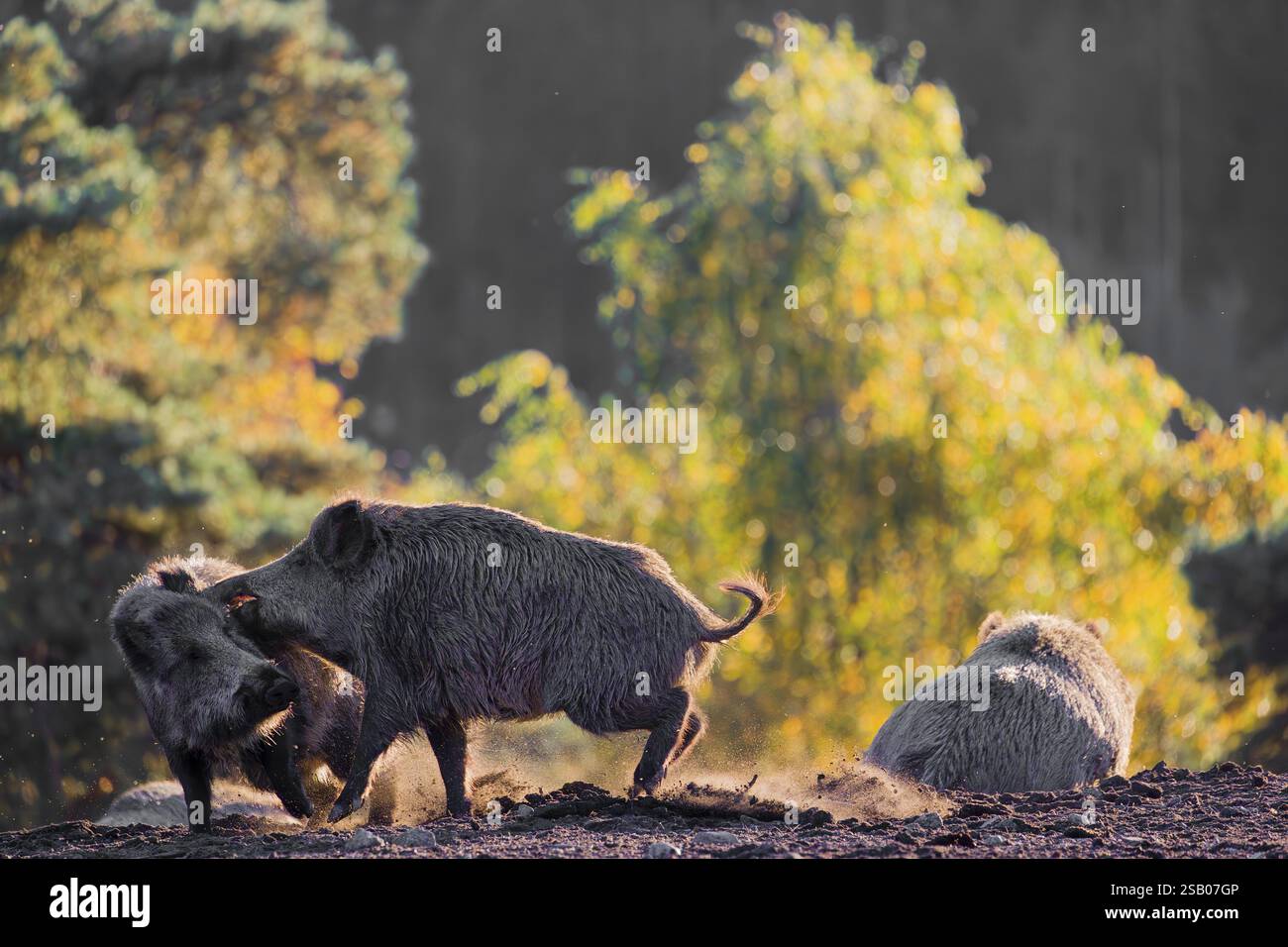 Two wild boars or wild pigs (Sus scrofa) fight in a clearing on hilly ...