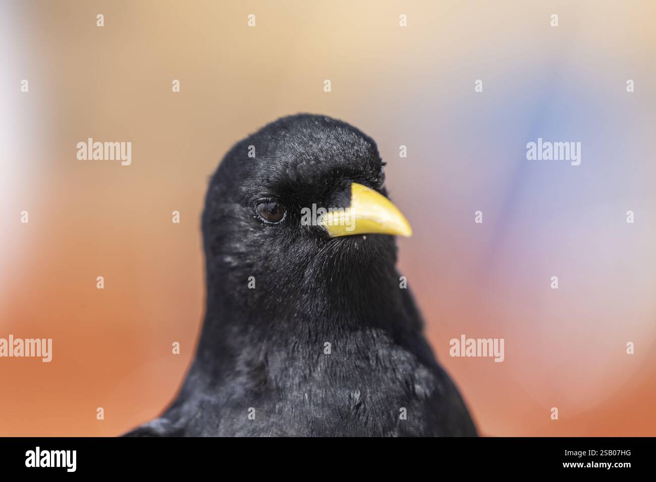 Portrait of an Alpine chough or yellow-billed chough (Pyrrhocorax ...