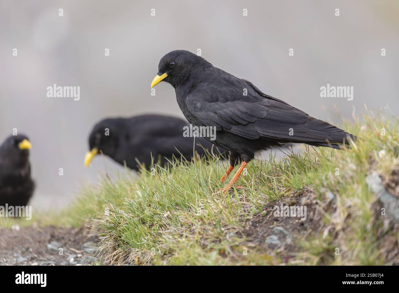 Three Alpine chough or yellow-billed chough (Pyrrhocorax graculus ...