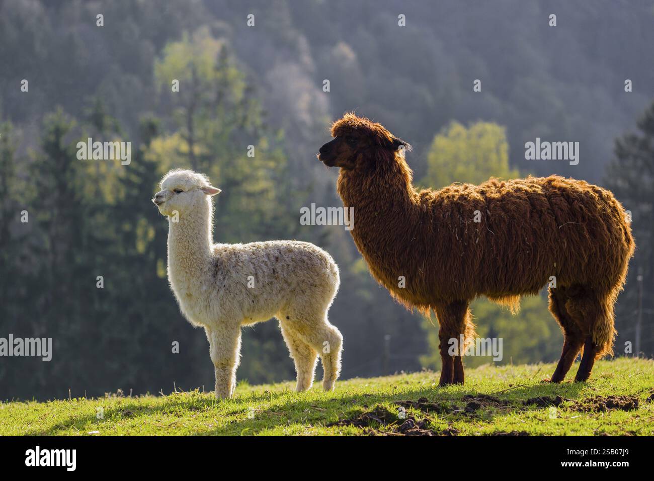 A brown female Alpaca (Vicugna pacos) and its white young stand on a ...