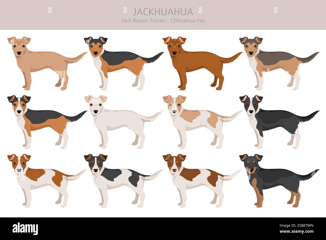 Jackhuahua clipart. Jack Russel Terrier - Chihuahua mix. All possible ...