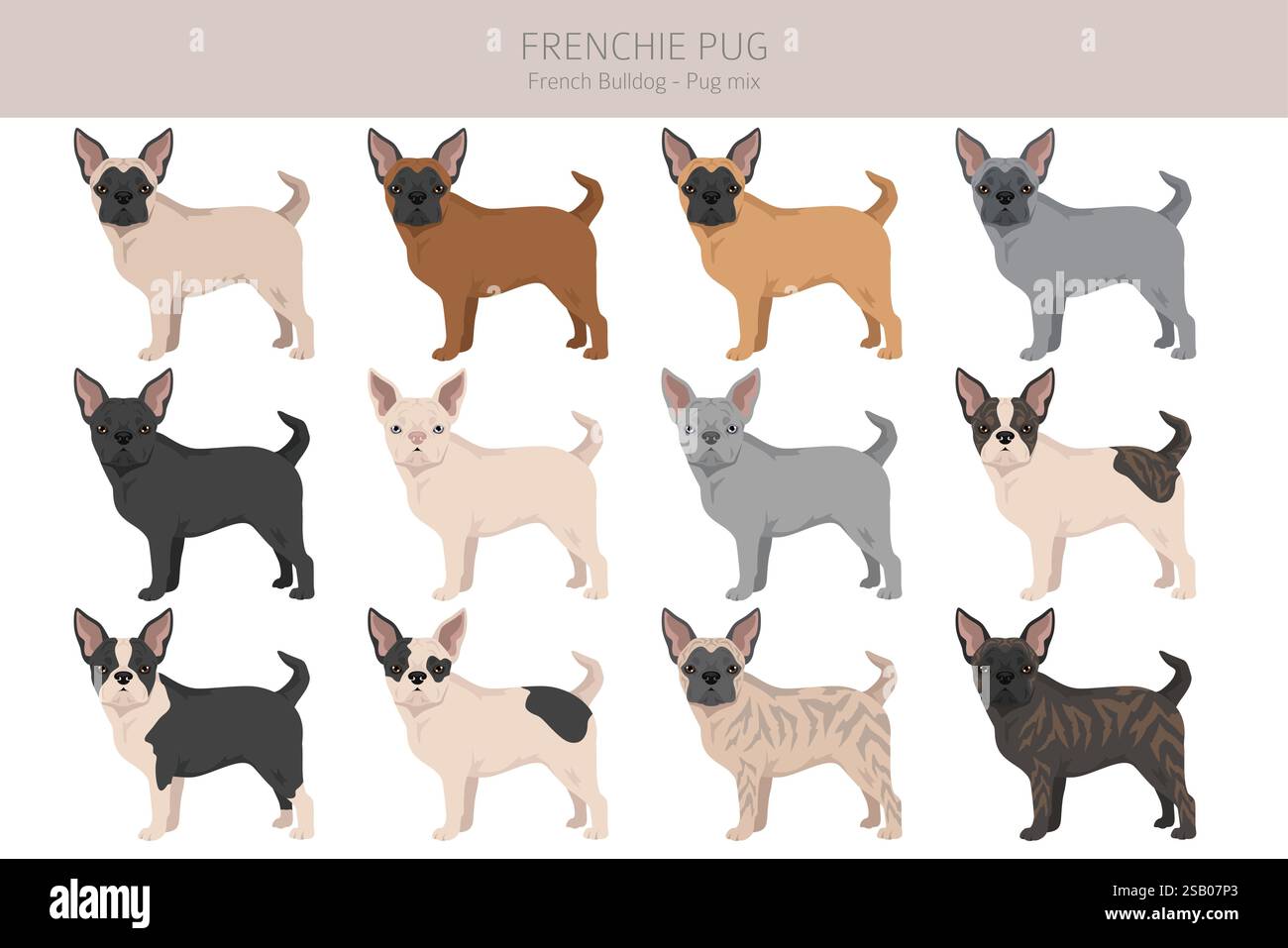Frenchie Pug clipart. French Bulldog - Pug mix. All possible coat ...