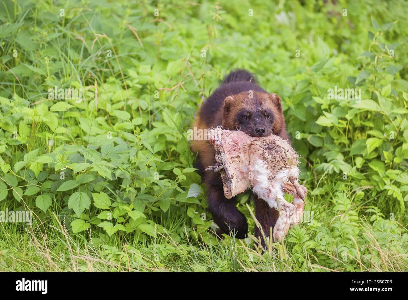 A wolverine (Gulo gulo) runs across a meadow, carrying a dead rabbit ...