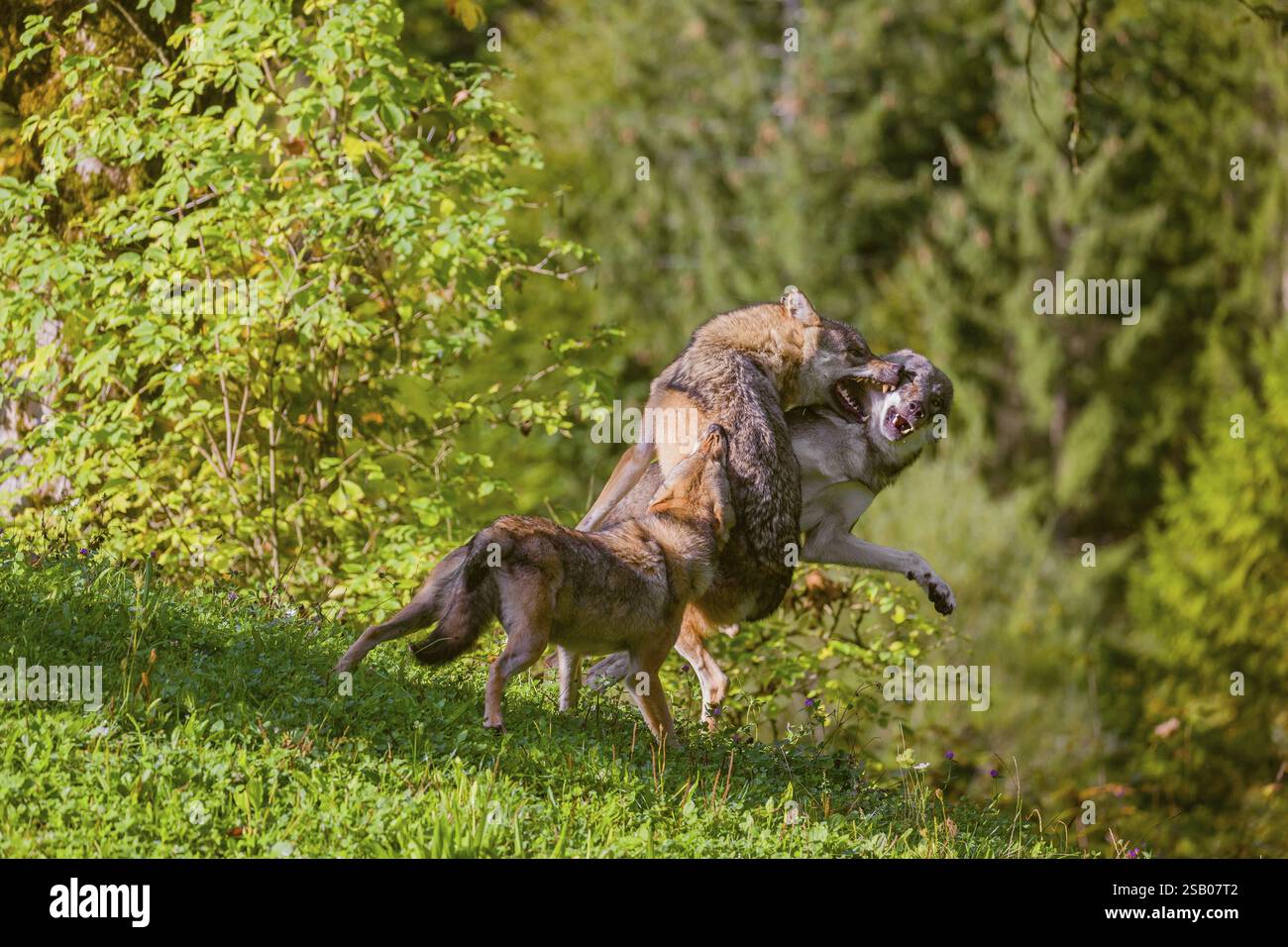 Three eurasian gray wolves (Canis lupus lupus) play with each other on ...