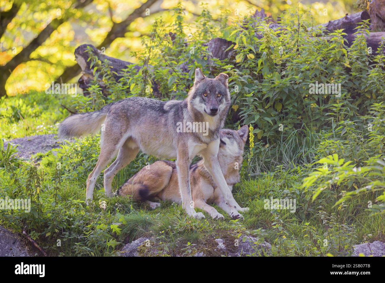 Two eurasian gray wolves (Canis lupus lupus) on a small hill between ...