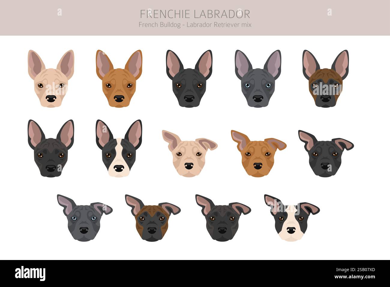 Frenchie Labrador clipart. French Bulldog - Labrador Retriever mix. All ...