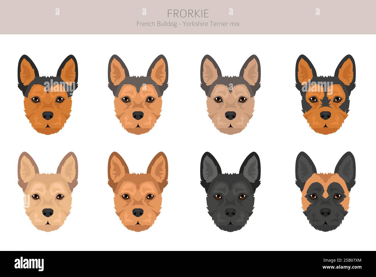 Frorkie clipart. French Bulldog - Yorkshire Terrier mix. All possible ...