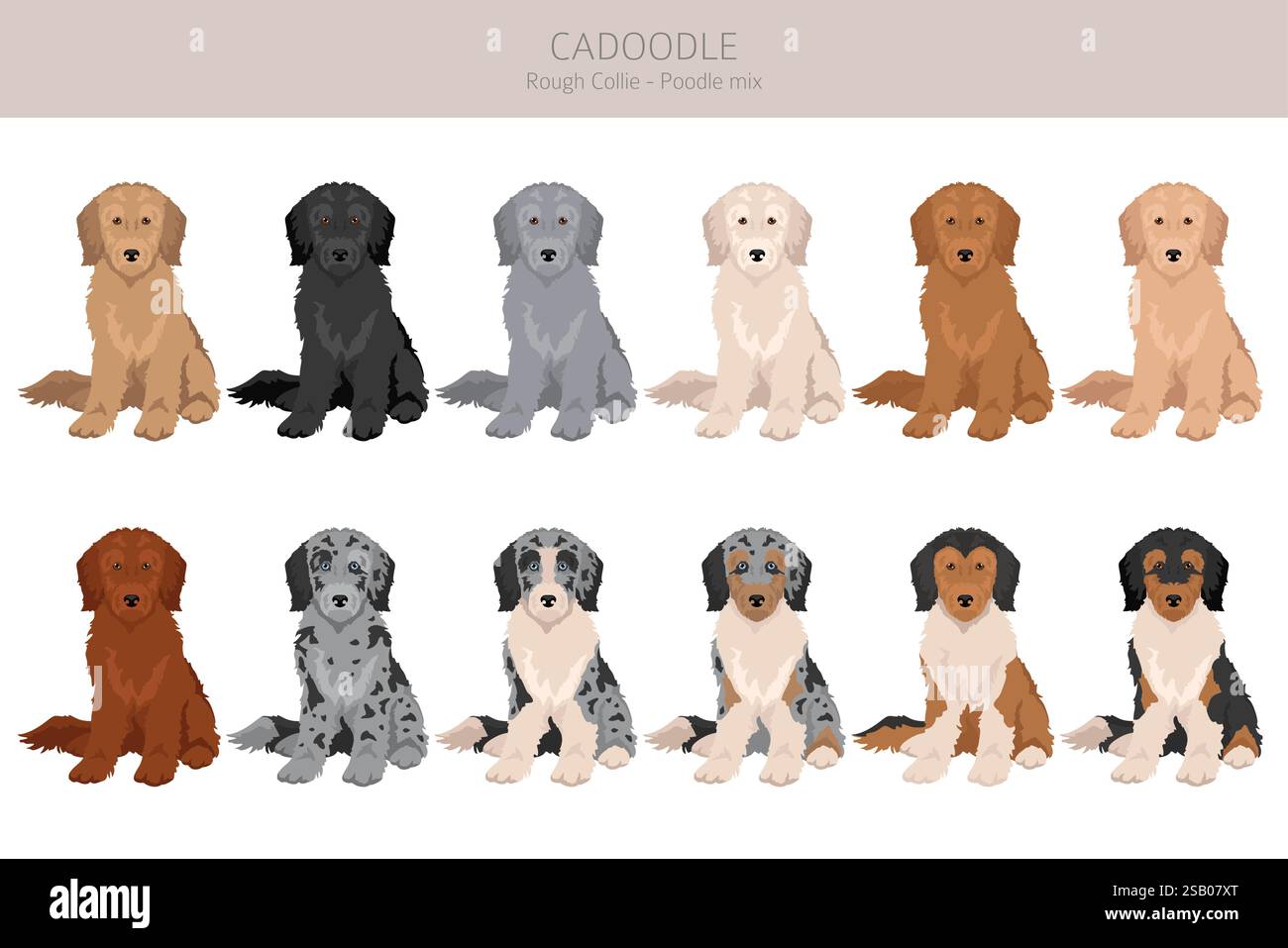 Cadoodle clipart. Rough Collie Poodle mix. Different coat colors set ...