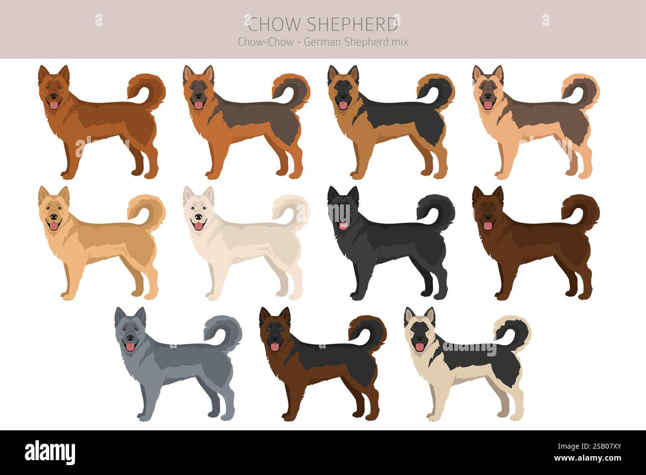 Chow Shepherd mix clipart. Chow chow German Shepherd mix. Different ...