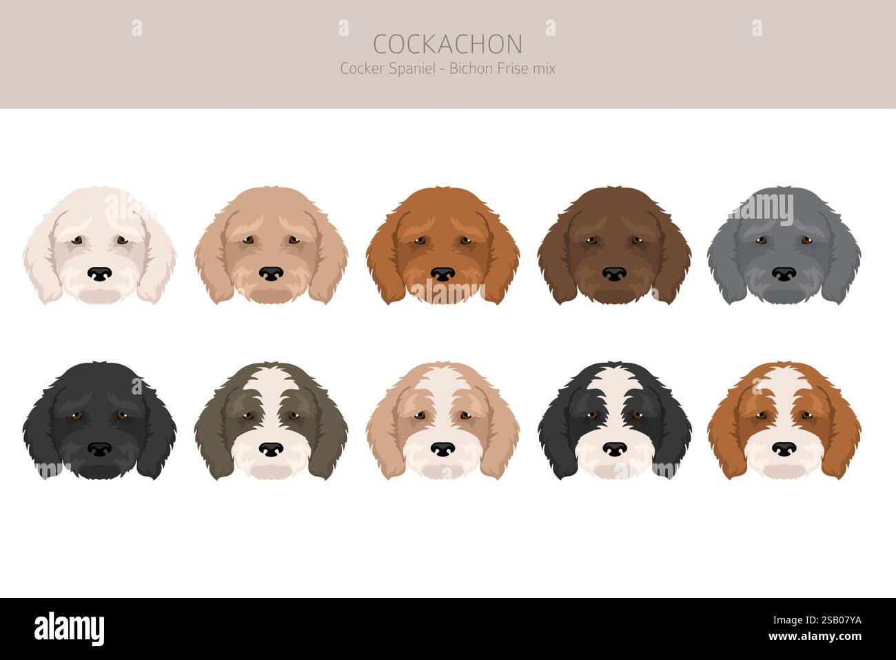Cockachon clipart. Cocker Spaniel Bichon Frise mix. Different coat ...
