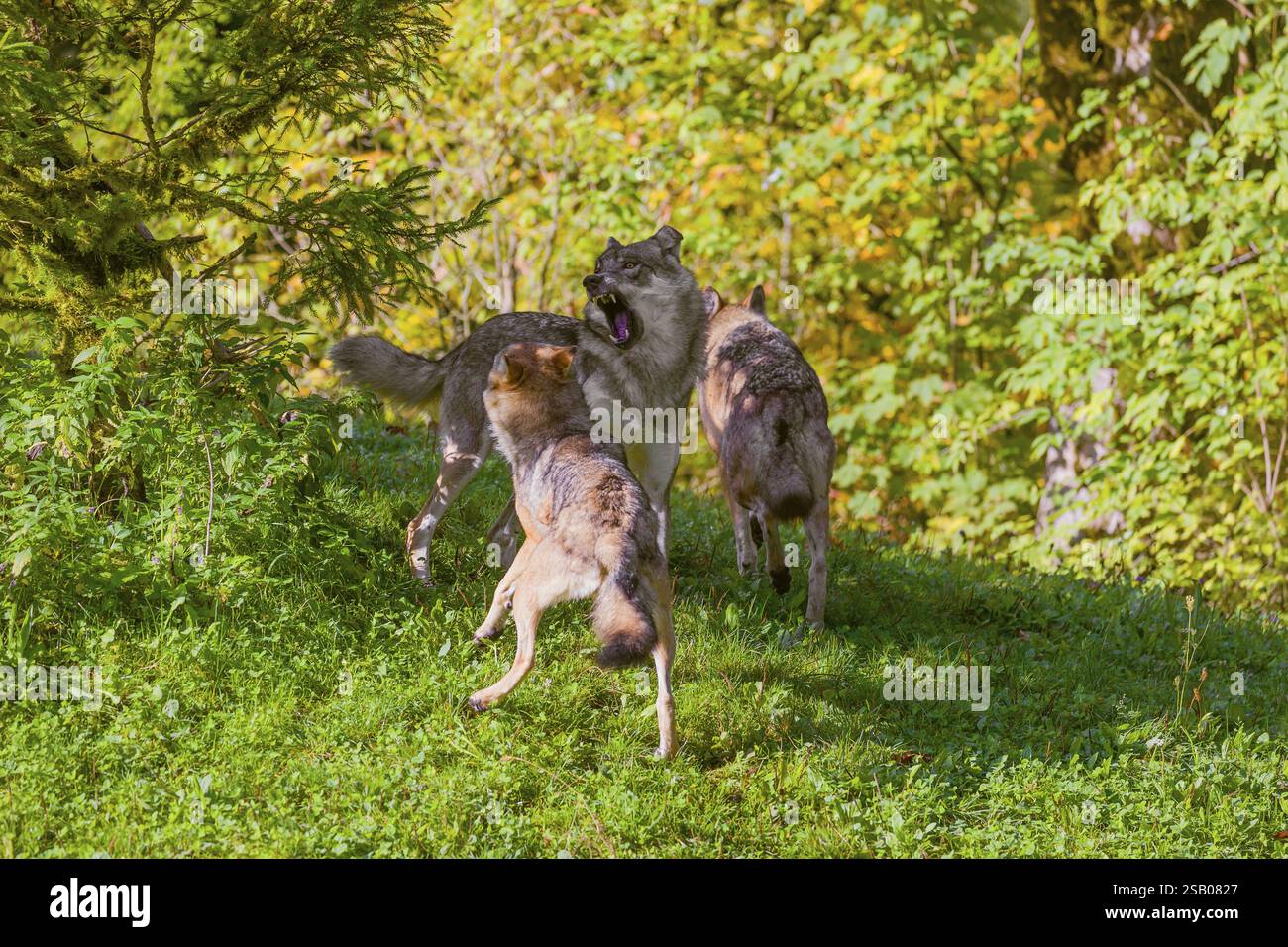 Three eurasian gray wolves (Canis lupus lupus) play with each other on ...