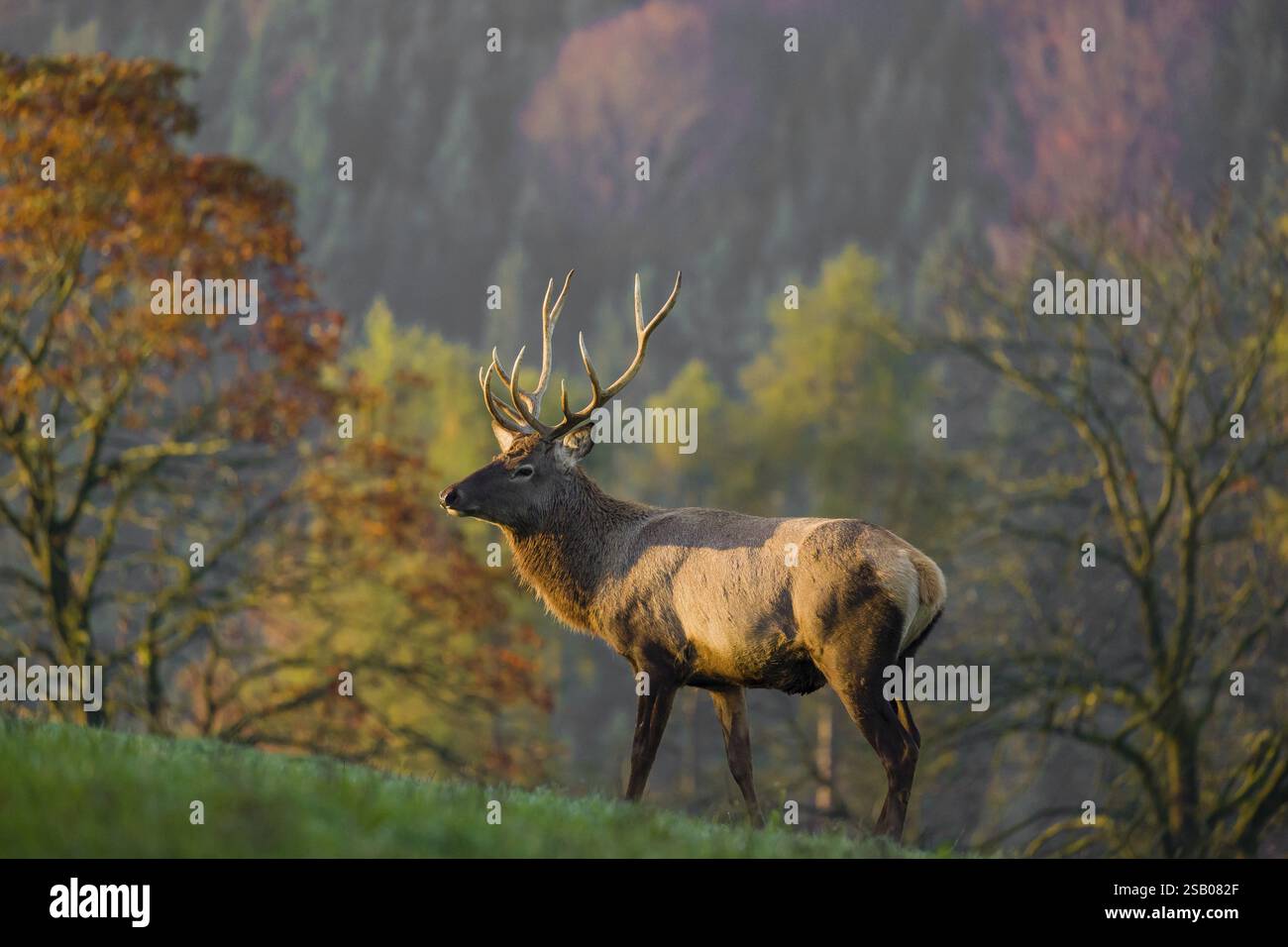 An Altai maral stag, Altai wapiti or Altai elk (Cervus canadensis ...