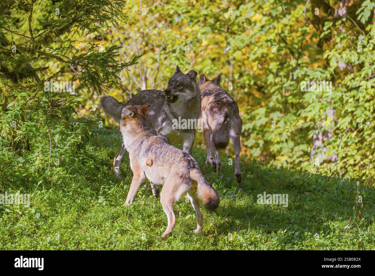 Three eurasian gray wolves (Canis lupus lupus) play with each other on ...