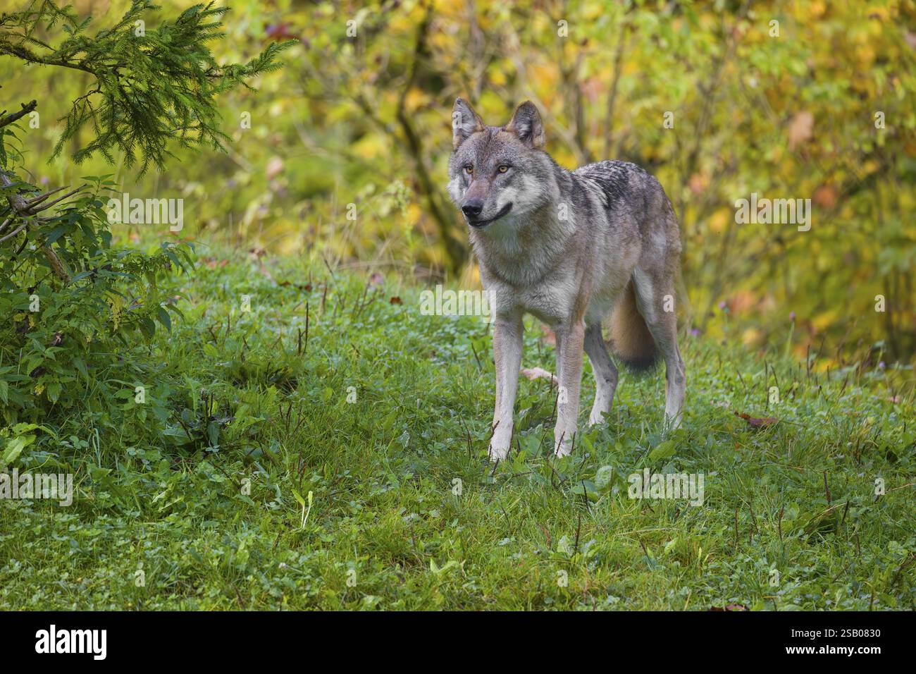 A eurasian gray wolf (Canis lupus lupus) stands on a hill, observing ...