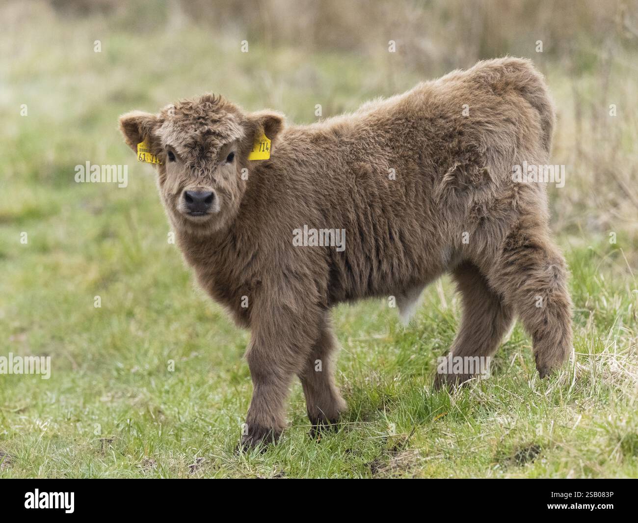 Highland cow (Bovus sp), calf with ear tags, looking inquisitive, Hesse ...
