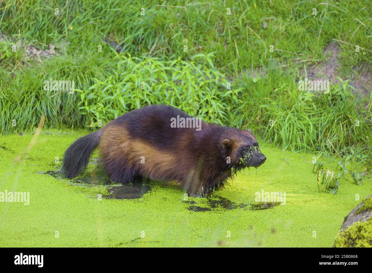 A wolverine, (Gulo gulo), stands in the water of a small pond, covered ...