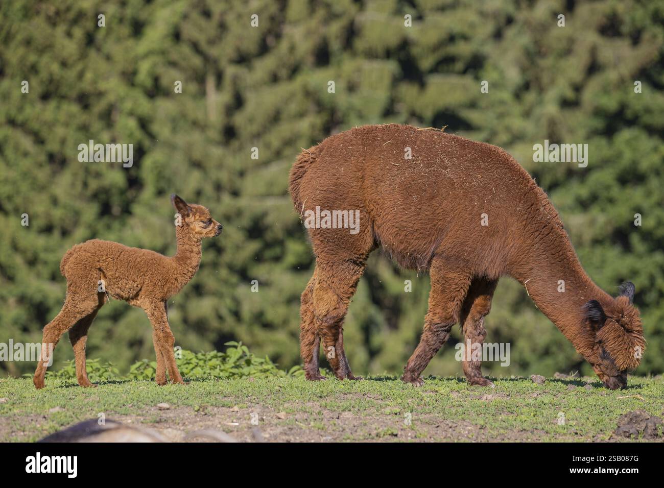 Brown female Alpaca (Vicugna pacos) with her newborn standing in green ...