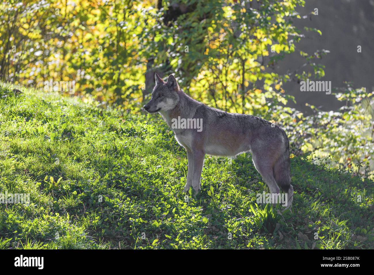 A eurasian gray wolf (Canis lupus lupus) stands on a forest edge in ...