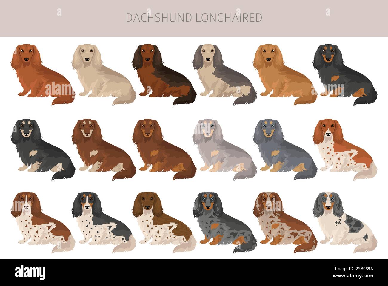 Dachshund long haired dog clipart. Different coat colors set. Vector ...