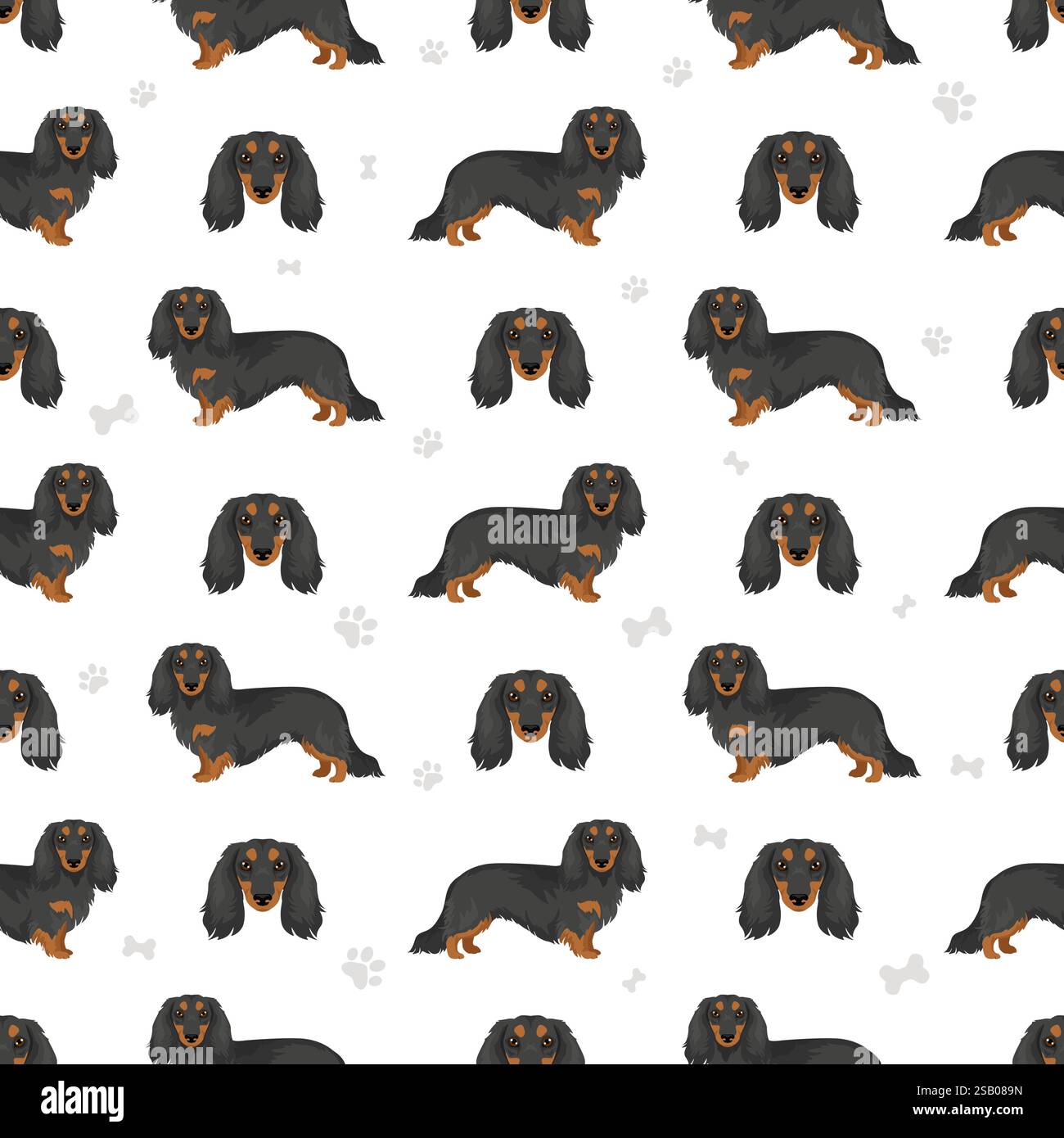 Dachshund long haired dog seamless pattern. Different coat colors set ...