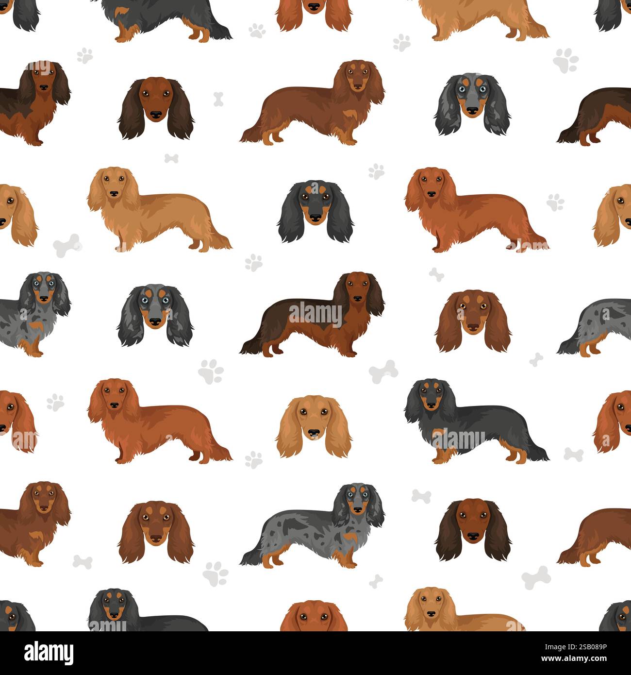 Dachshund long haired dog seamless pattern. Different coat colors set ...